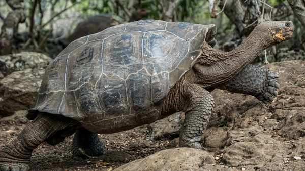 Galapagos eilanden bezoeken? Alles wat je moet weten!